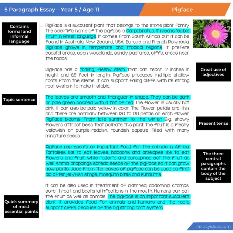 How to write a perfect 5 Paragraph Essay: A Complete Guide