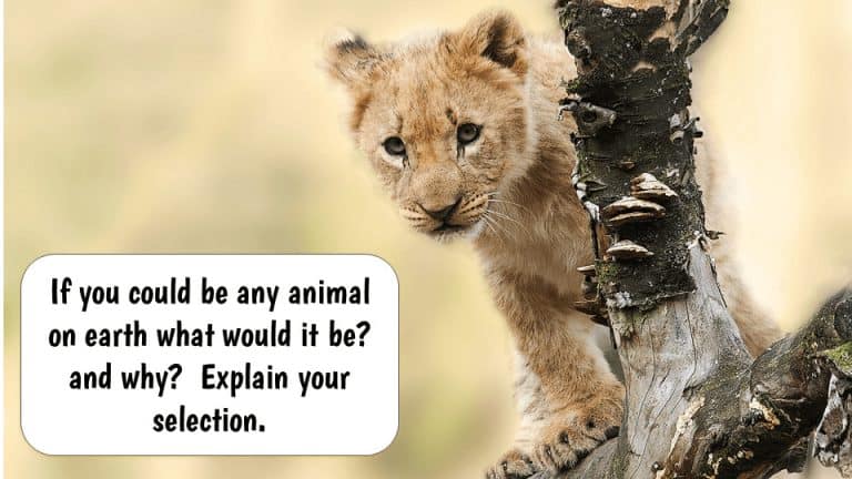 How to write Excellent Expository Essays